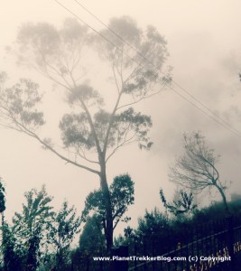 Places to visit in Kodaikanal – Coaker’s Walk – Planet-Trekker-Blog