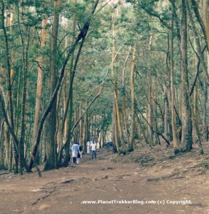 Places to Visit in Kodaikanal – Devil’s Kitchen (Guna Caves) – Planet ...