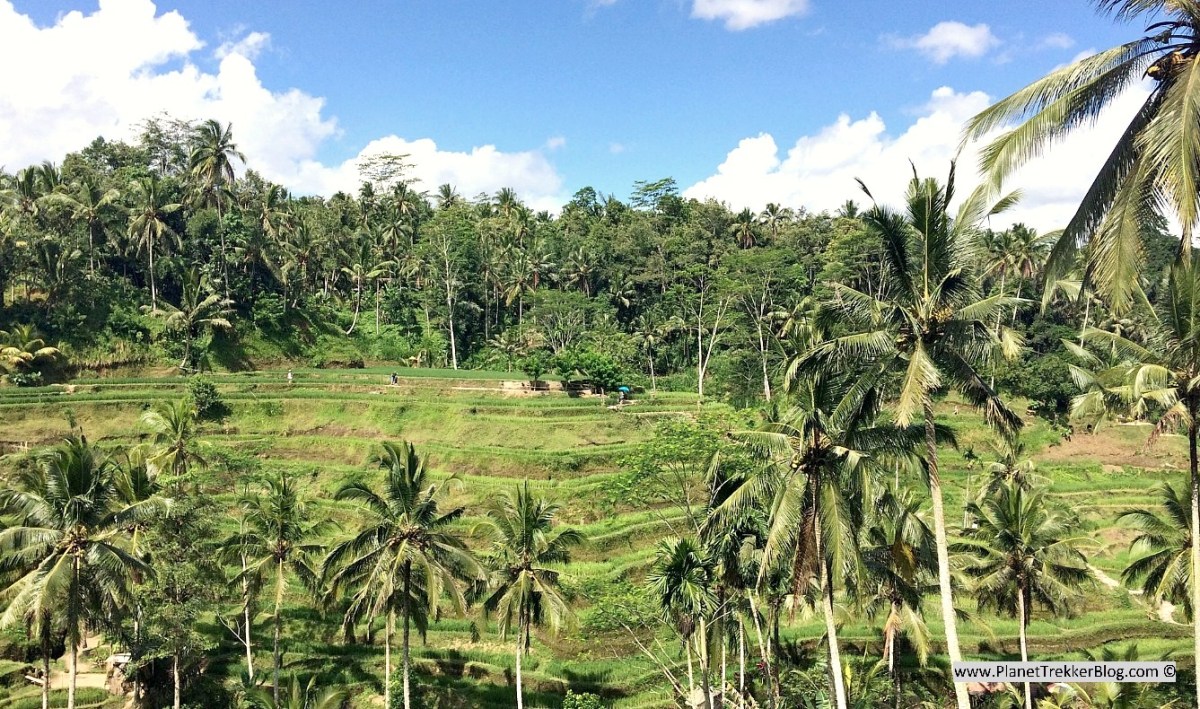 The magnificent Tegallalang Rice Terraces in Bali – Planet-Trekker-Blog