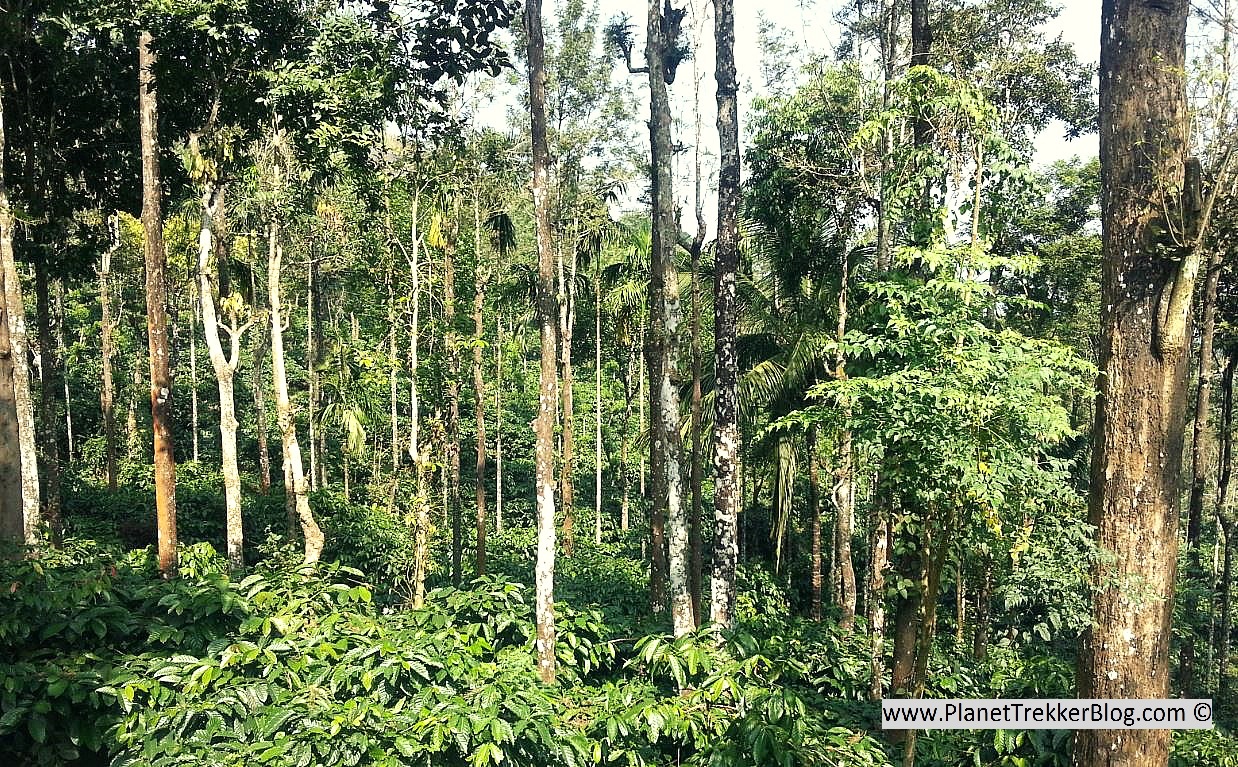 Drive from Bangalore to Wayanad – Planet-Trekker-Blog
